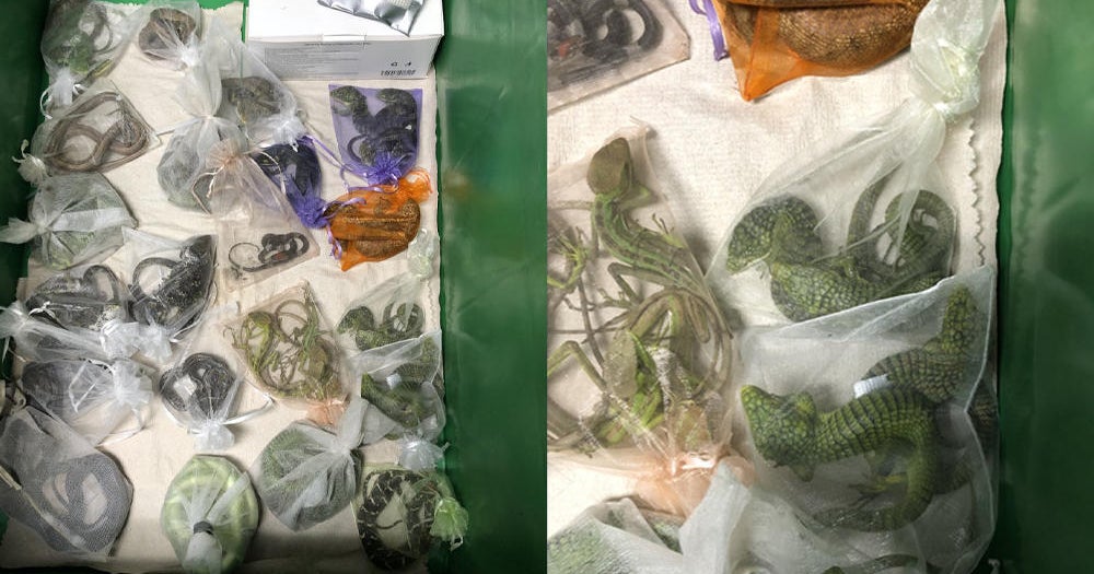 Oxnard man pleads guilty to smuggling 1,700 wild animals worth an ...