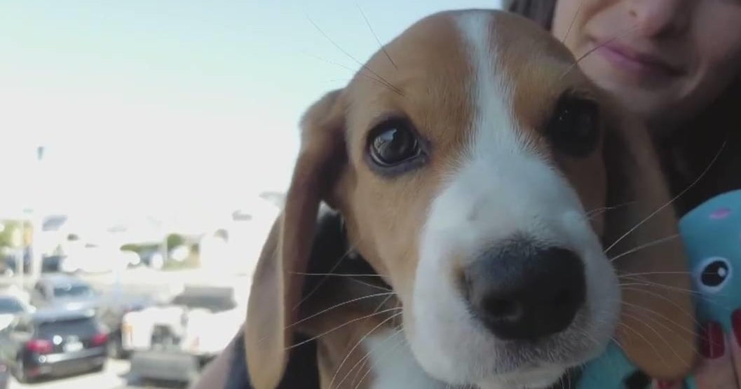 Long Island couple adopts beagle rescued from Virginia animal testing ...