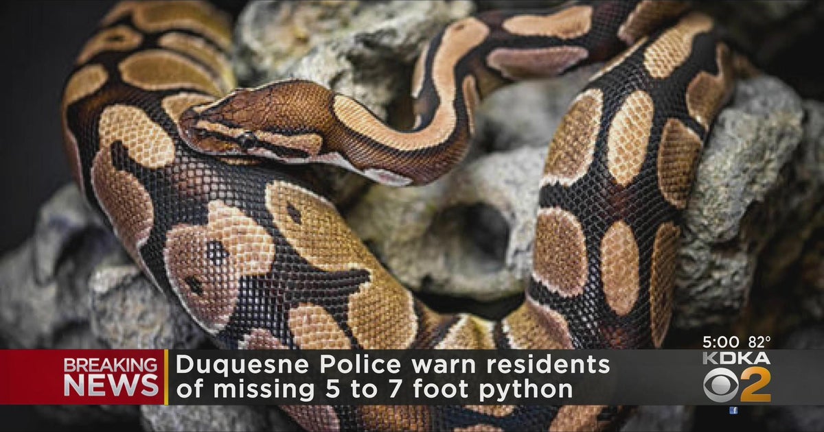 Duquesne Police Warn Residents Of Missing Python Cbs Pittsburgh