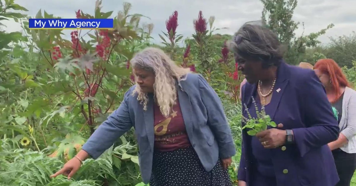 U.S. Ambassador to UN tours farms of Urban Growers Collective - CBS Chicago