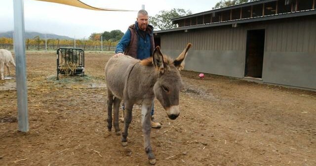 Former media executive finds new calling saving donkeys: "It's never ...