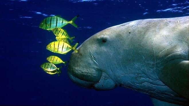 The dugong, a gentle giant also known as a "sea cow," has disappeared ...