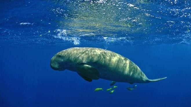 The dugong, a gentle giant also known as a "sea cow," has disappeared ...