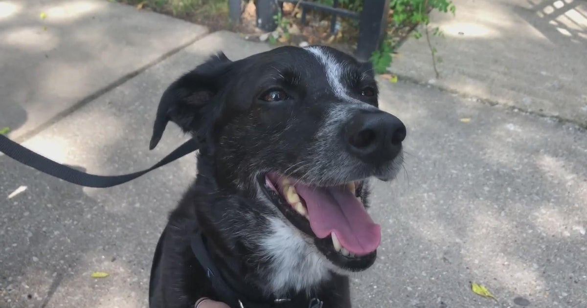PAWS Pet of the Week: Sparrow - CBS Chicago