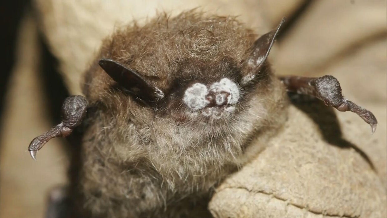 White-nose syndrome arrives: Colorado bat tests positive for fatal ...