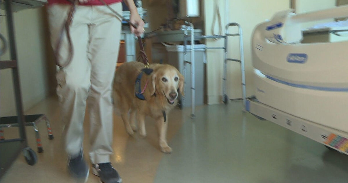 Comfort dog Cubby remembered for bringing relief after traumatic events ...