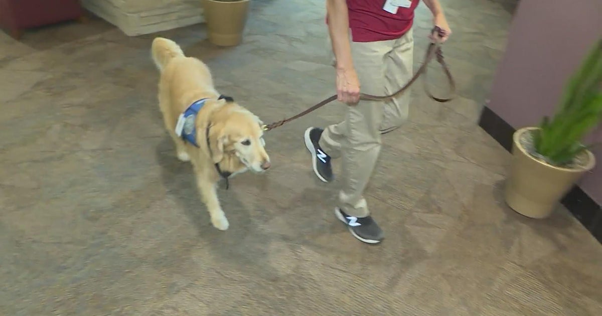 Comfort dog from Colorado heads to Uvalde as students head back to ...