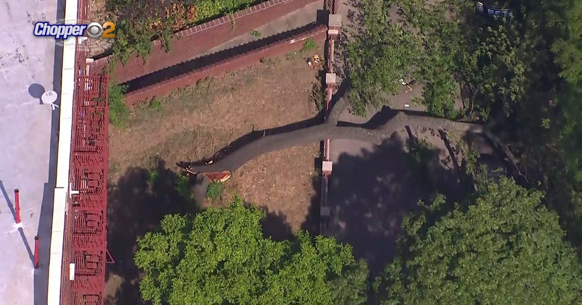 7-year-old girl injured when large tree falls in Brooklyn - CBS New York