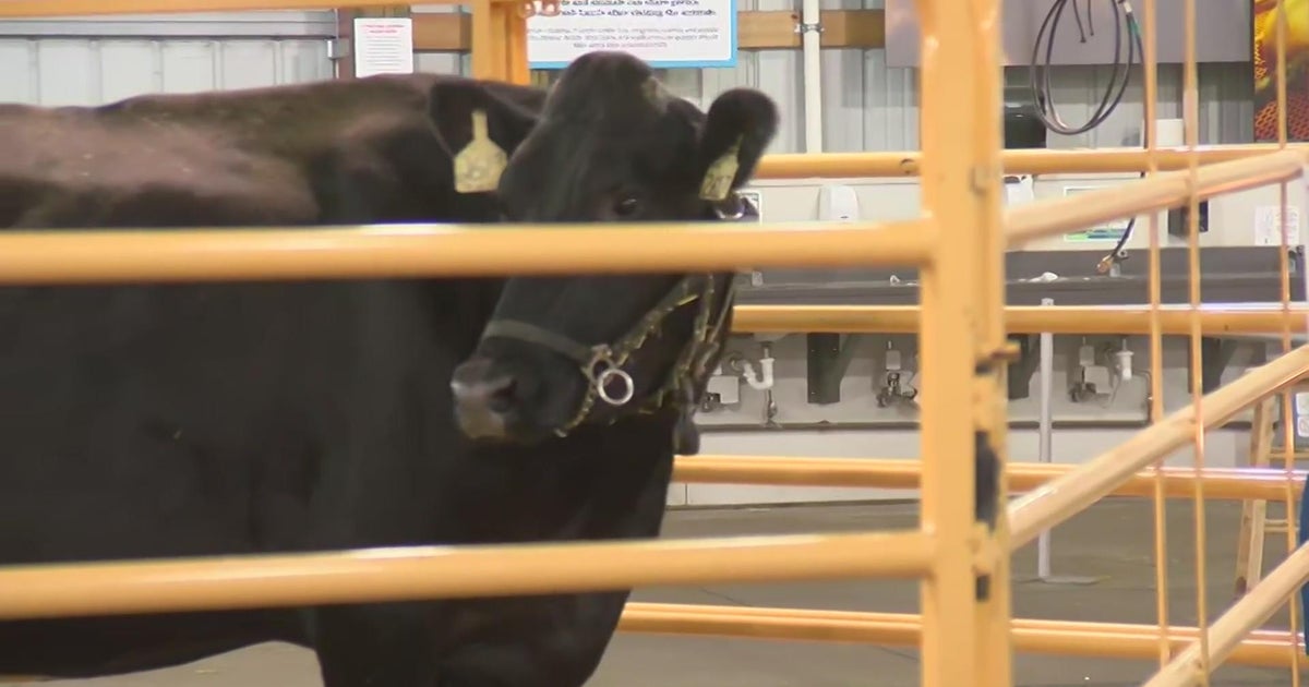 Meet the Miracle of Birth Center's cow expert - CBS Minnesota