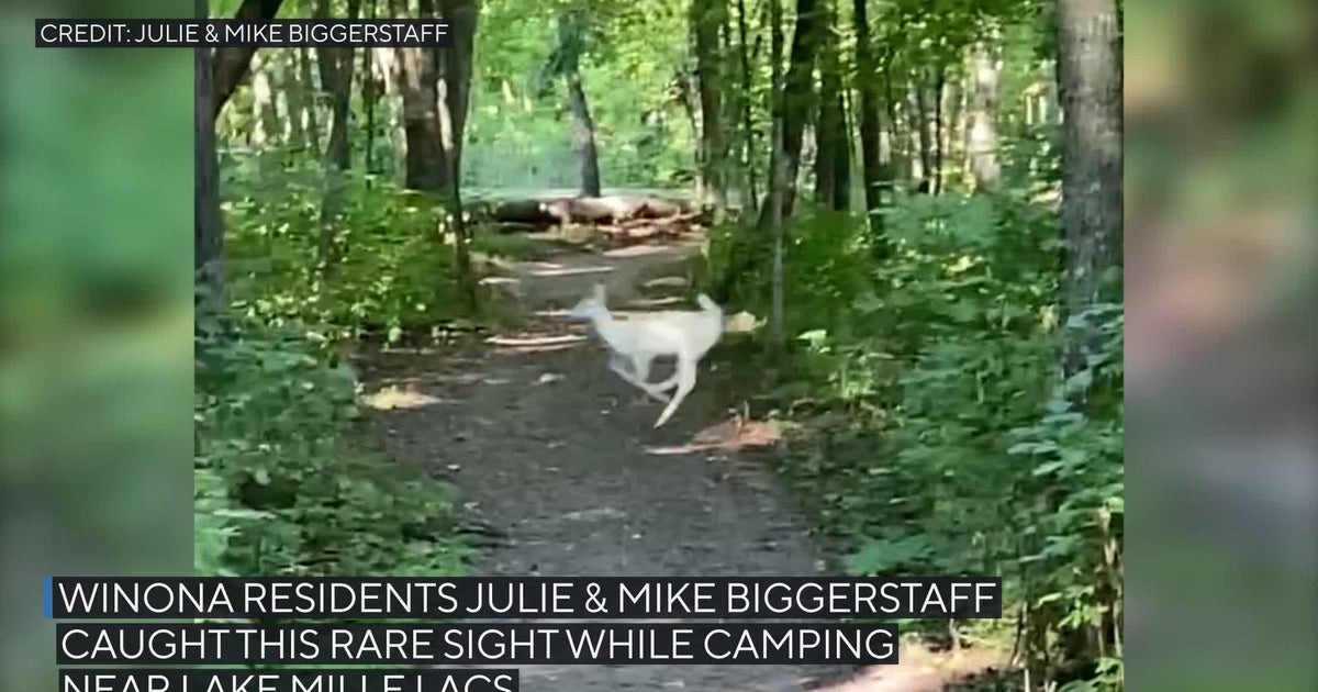 Rare albino fawn spotted near Lake Mille Lacs - CBS Minnesota