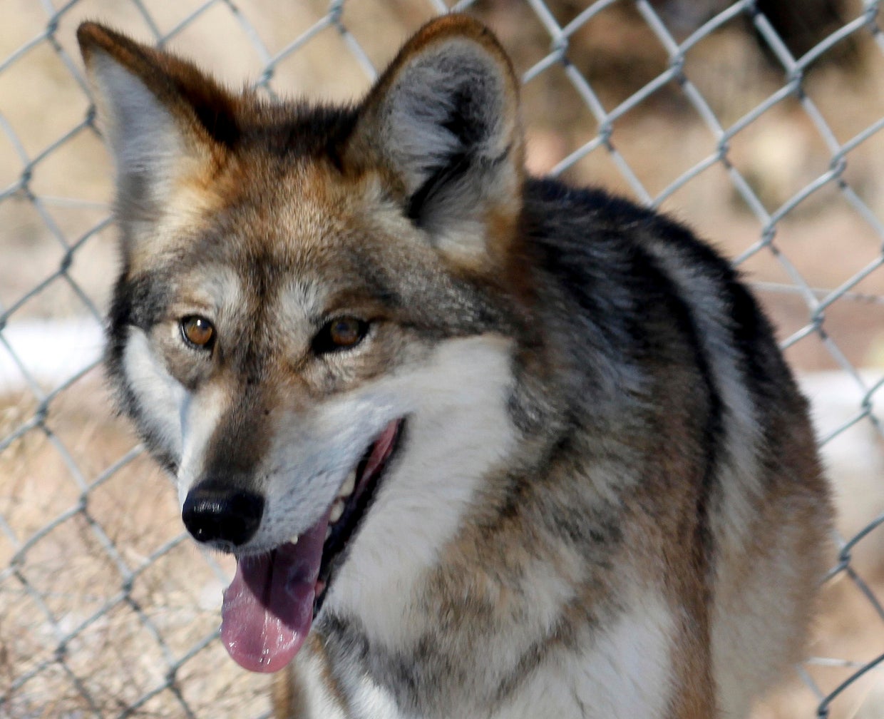 Endangered wolf recaptured after escaping habitat at Cleveland ...