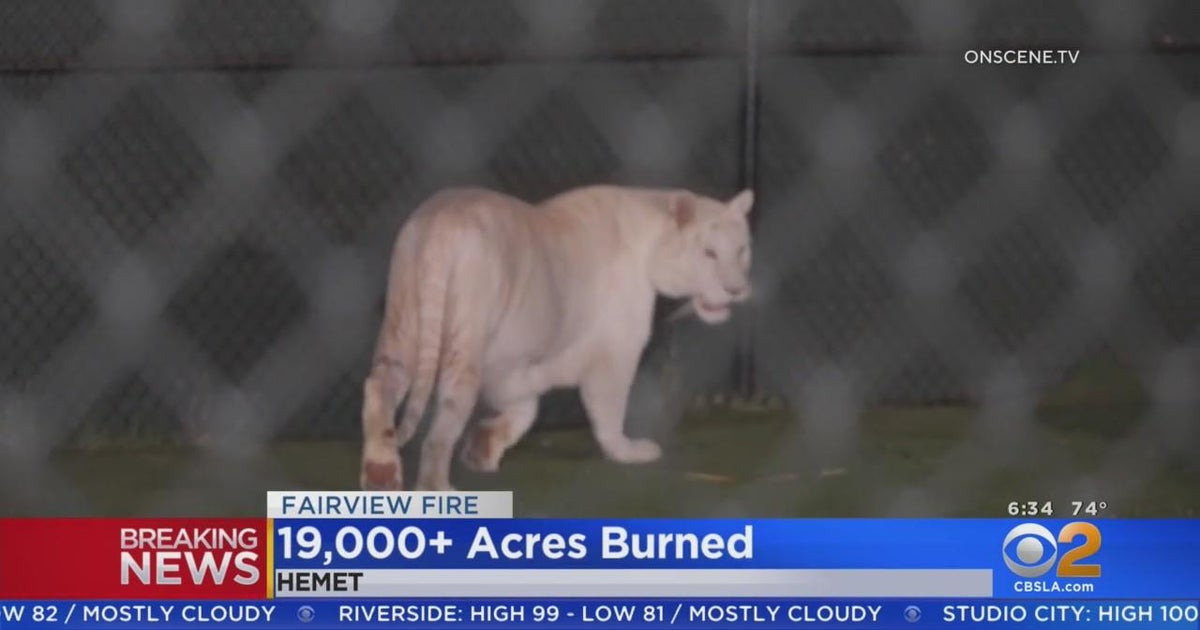 Tiger sanctuary in need of volunteers to protect from Fairview Fire ...