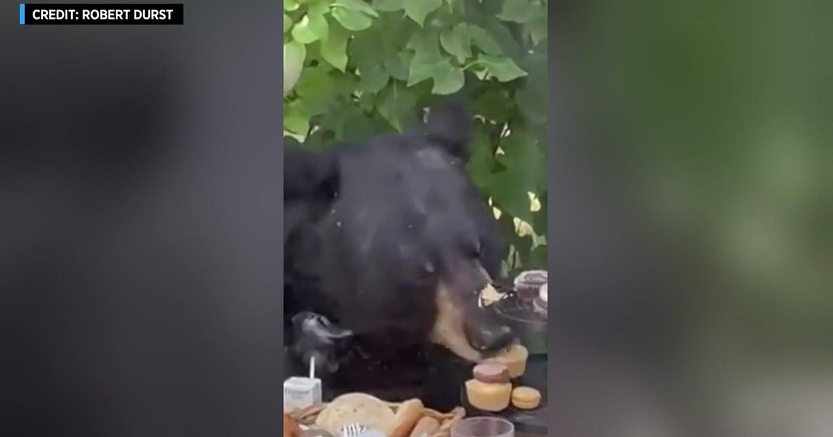 See it: Bear crashes 2-year-old's birthday party in Connecticut, helps ...