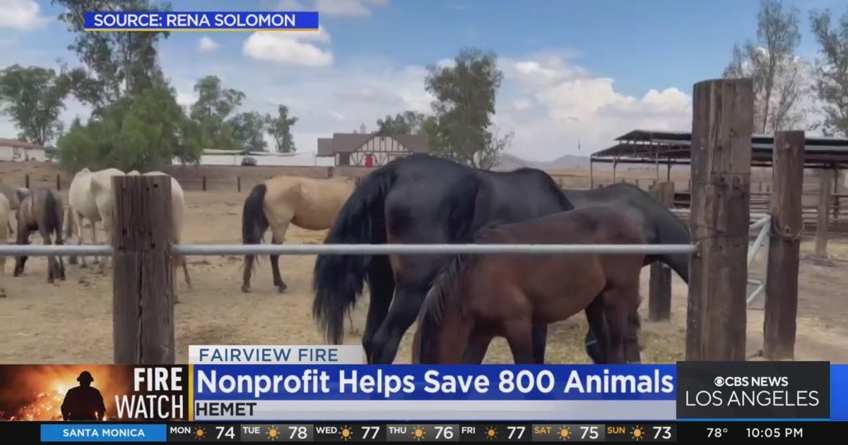 Nonprofit helps save 800 animals from Fairview Fire - CBS Los Angeles