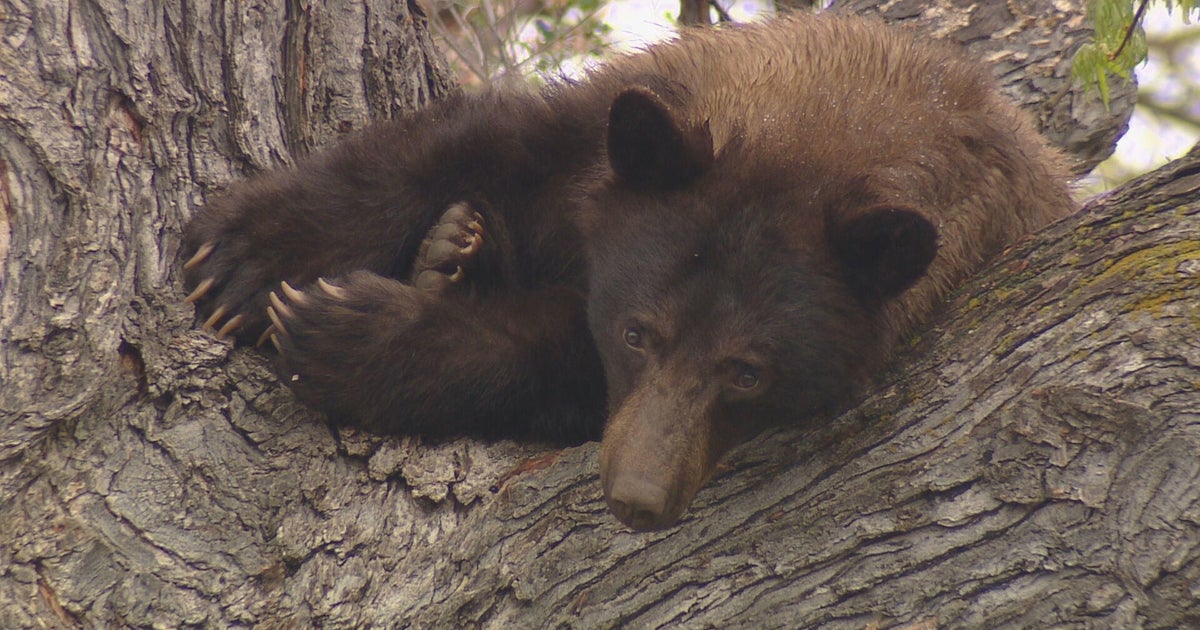 'Bear Aware' gets a boost from a new source of funding in an effort to ...