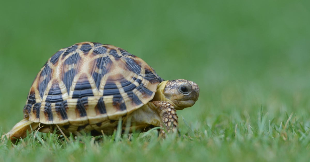 Watch out for turtles in the road, DuPage Forest Preserve warns - CBS ...