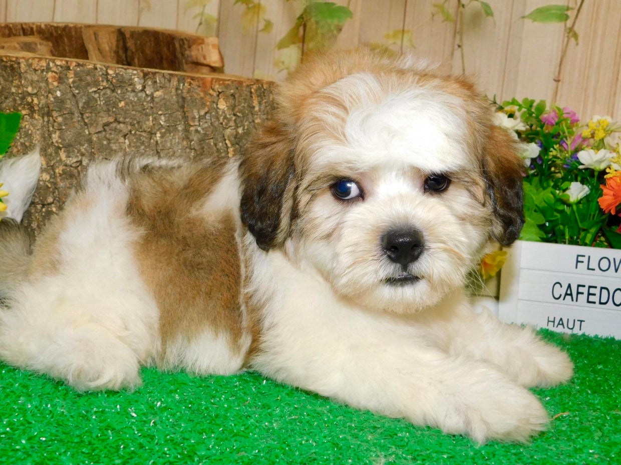 10 puppies stolen in burglary at Hug-a-Pup pet store in Hammond ...