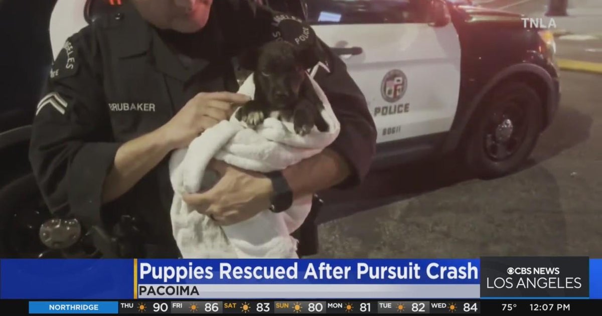 Puppies rescued after pursuit crashes into Pacoima barbershop - CBS Los ...