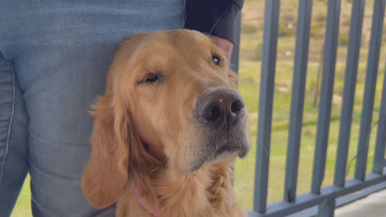 Missing golden retriever reunites with family after Fremont County ...