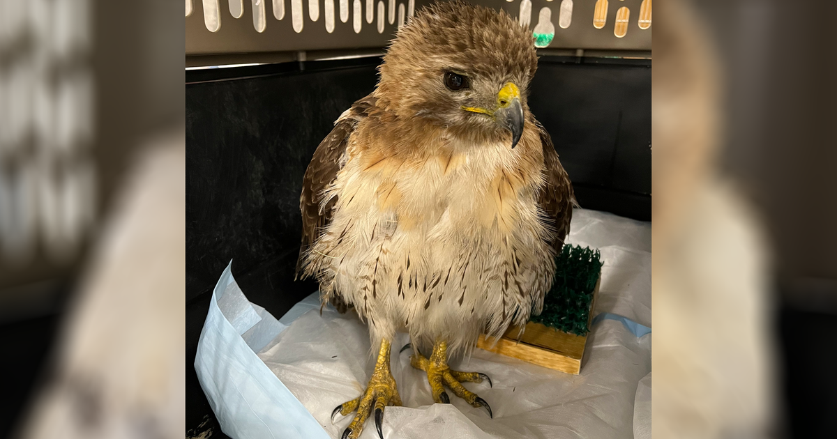 The Raptor Center admits 30,000th patient since opening 48 years ago ...