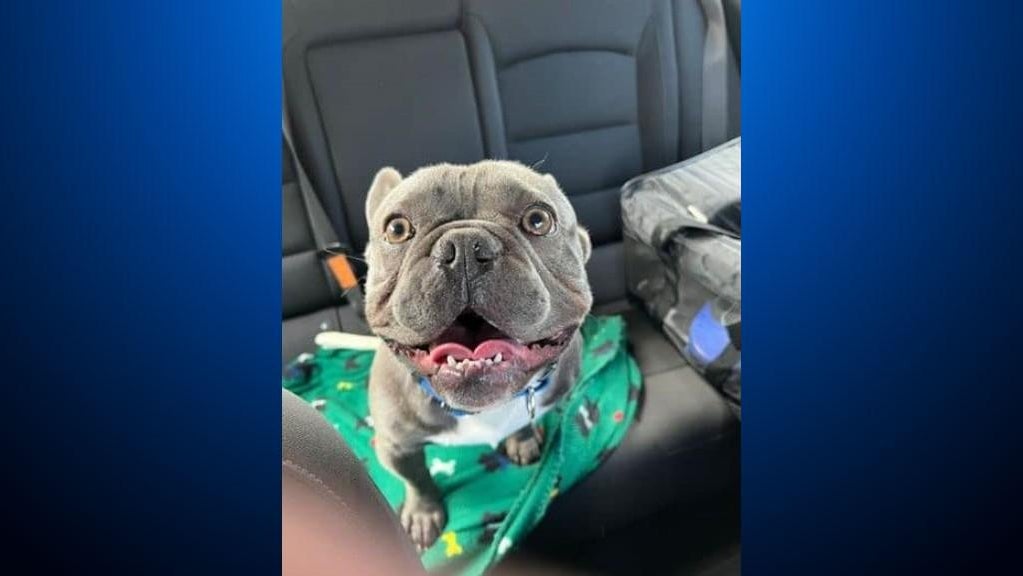 French bulldog taken from San Lorenzo family found in Arizona; 2 ...