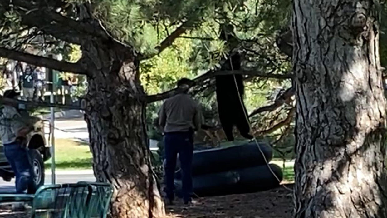 Bear tranquilized, brought down safely after climbing tree on Colorado ...