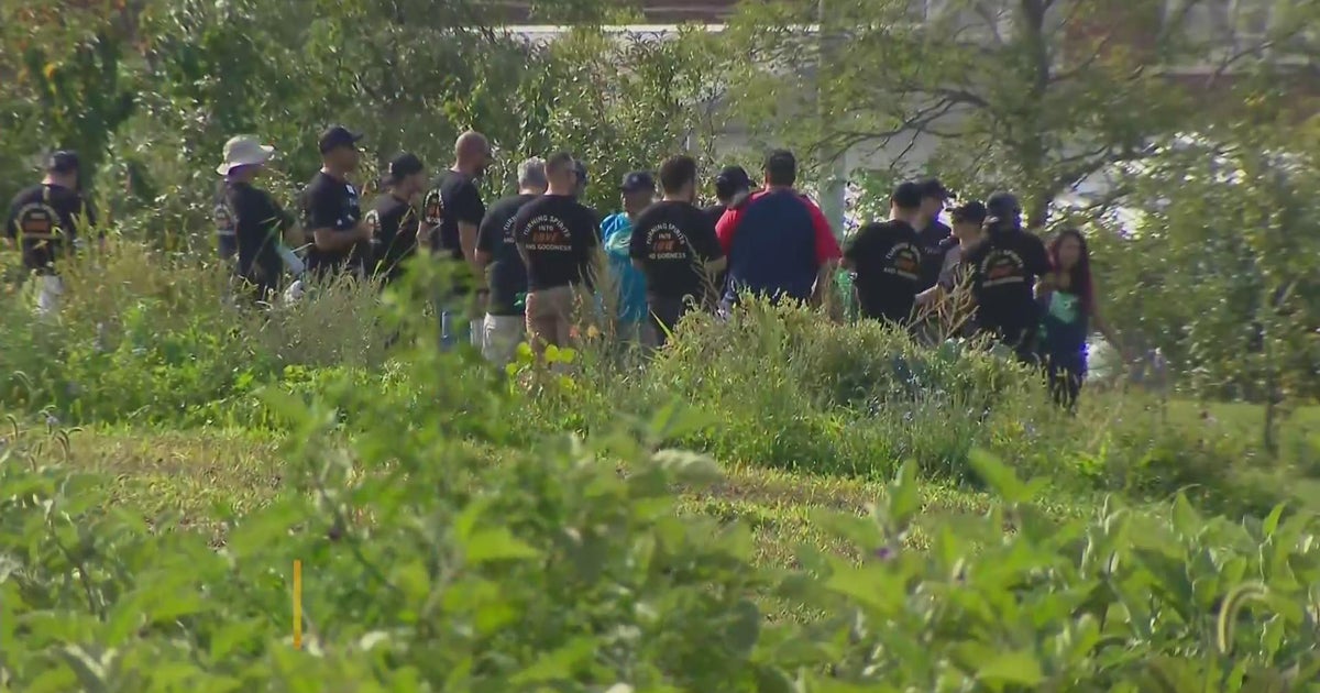 Urban Growers Collective helps South Chicago farm get a makeover, with ...