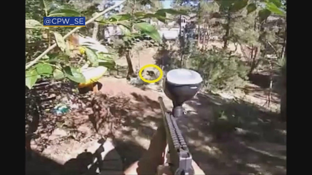 'We gotta get you outta here:' Bear wedged under porch chased away by ...