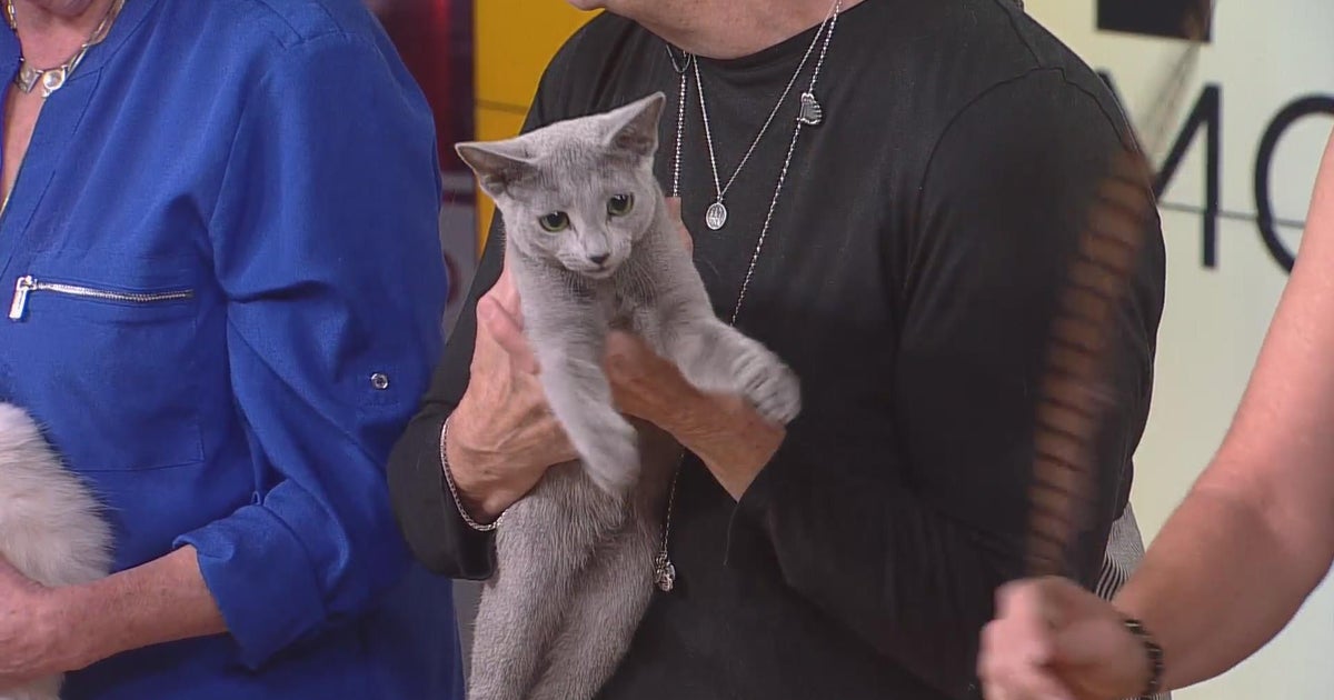 Do you fancy cats? Crystal cat show should keep you knee deep in cute ...