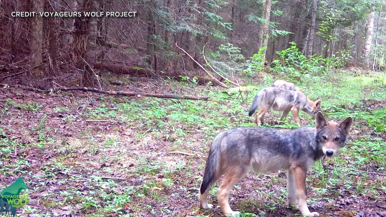 VIDEO: Wolf pups search for snack in Voyageurs National Park - CBS ...