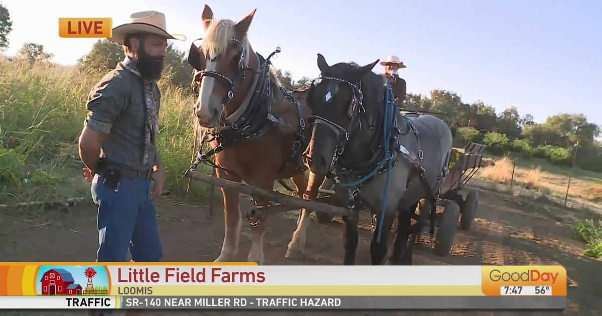 Little Field Farms 7am, Pt. 2 - Good Day Sacramento