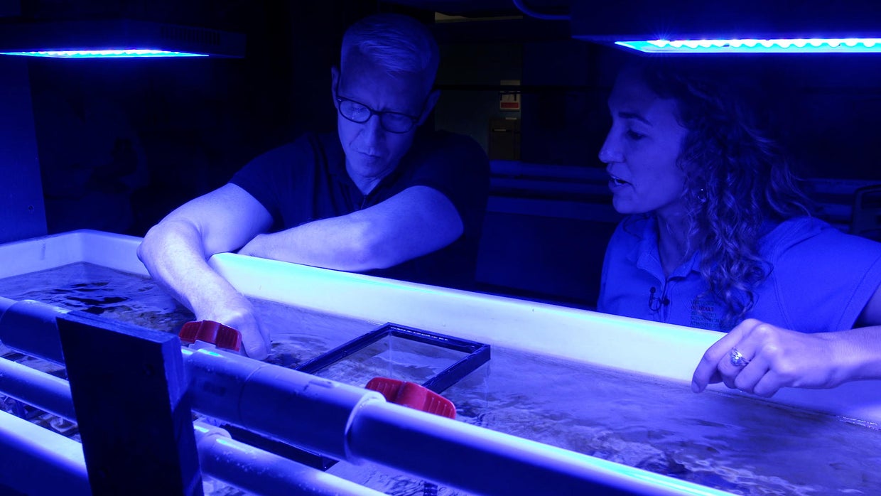 New innovations attempting to rescue coral reefs - 60 Minutes - CBS News