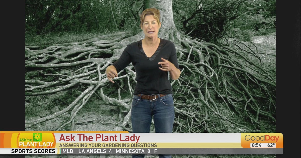 Plant Lady, 8am Part 2 - Good Day Sacramento