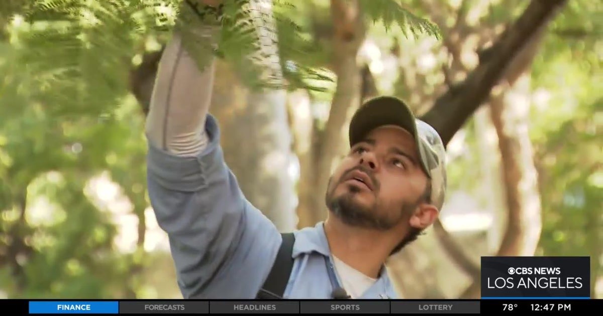STEAM: Meet Bryan Vejar, a California Institute of Technology Arborist ...