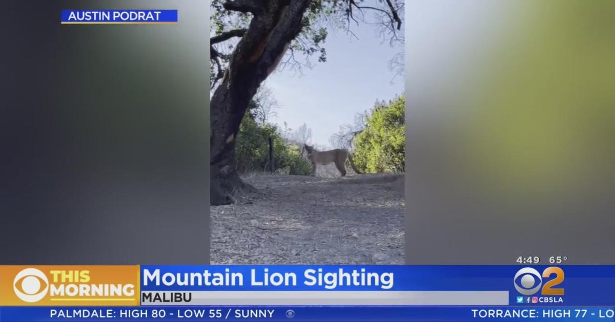 Hikers scare off mountain lion in Malibu - CBS Los Angeles