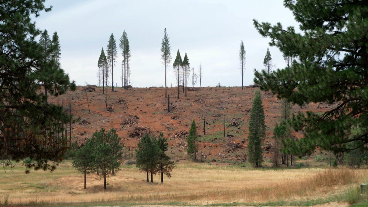 How U.S. Forest Service mismanagement fueled California's Caldor Fire ...