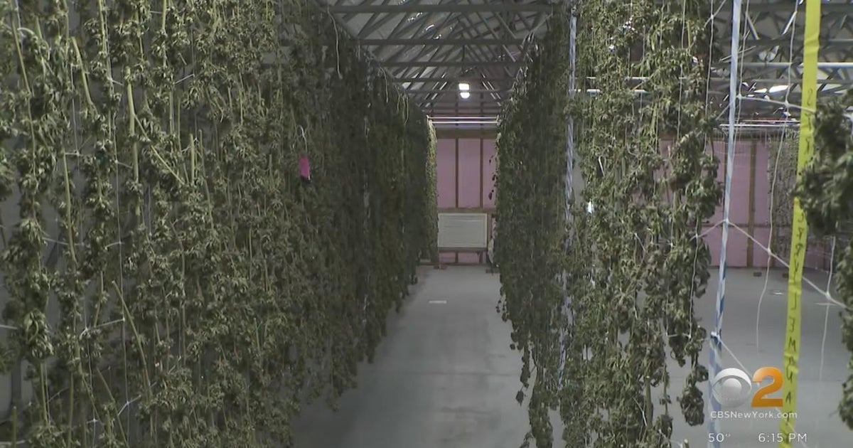 A first look inside some of New York's new marijuana farms - CBS New York