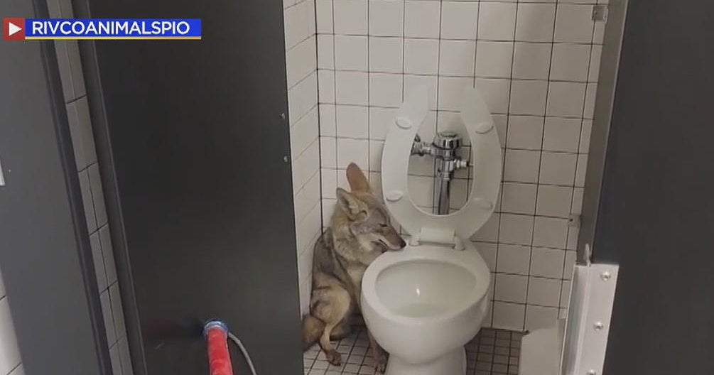 Coyote released back into the wild after seeking shelter in bathroom of ...