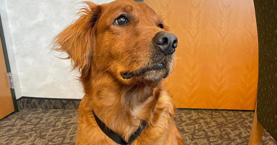 Police therapy dog passes away after battle with cancer - CBS Detroit