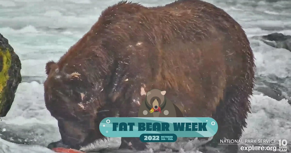 Fat Bear Week: National Park Service celebrates and educates - CBS ...
