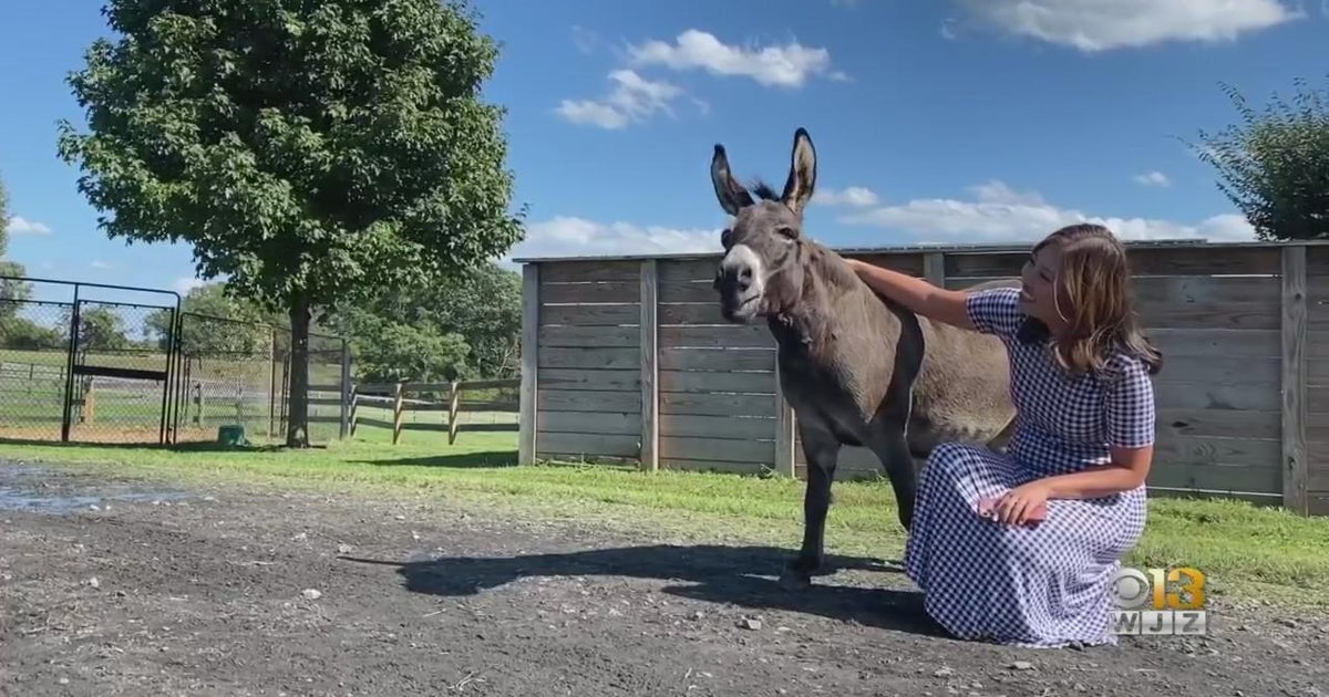 Meet Fernando, the horse whispering donkey who helps train Maryland ...