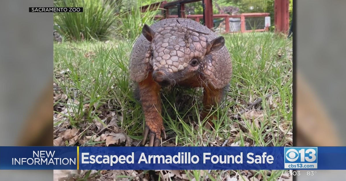 Sacramento Zoo's armadillo "Josephine" found safe - CBS Sacramento