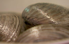 Recipe: Little Neck Clams from The Lost Kitchen - CBS News