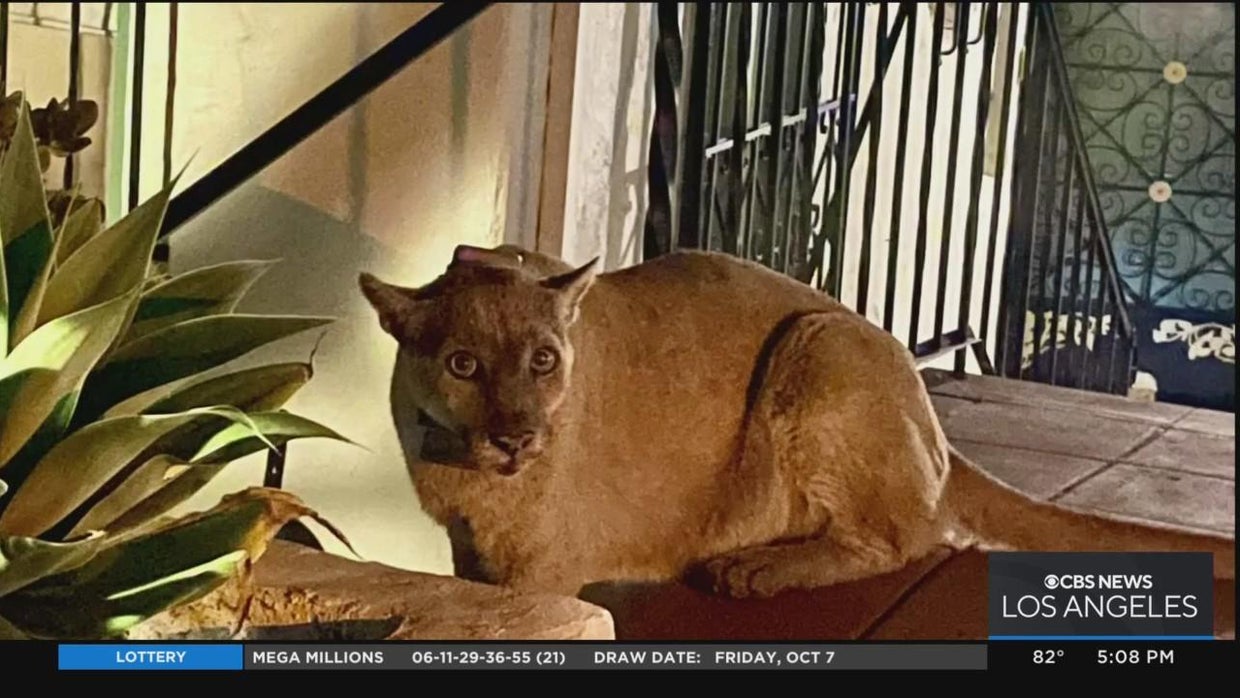 Famous mountain lion P-22 shows up on Los Feliz driveaway - CBS Los Angeles