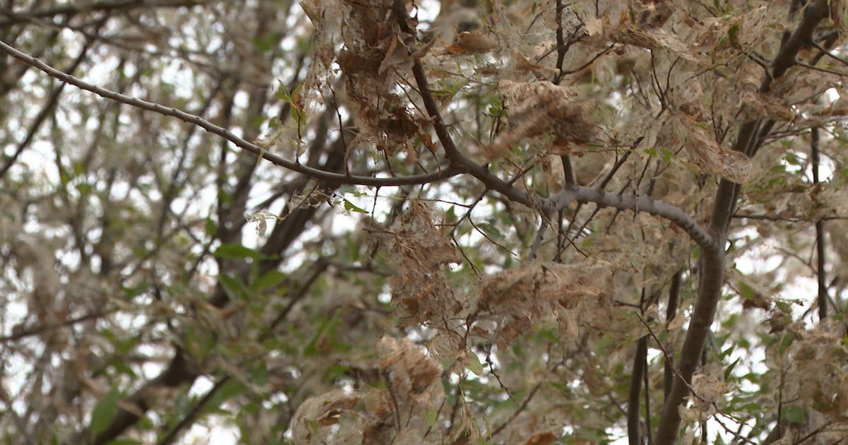 If your car is sticky or if you see webs hanging from trees, it's just ...