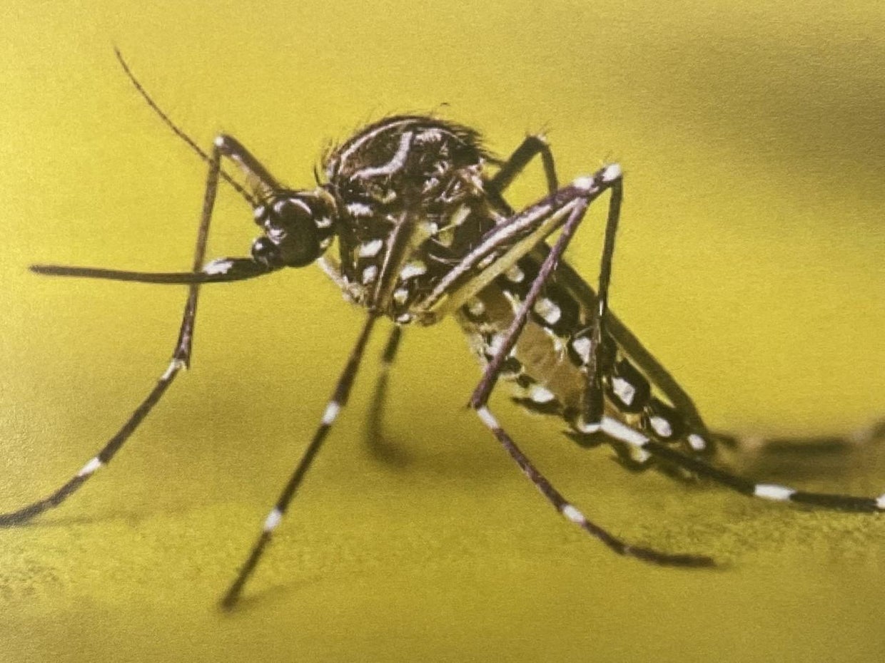 Invasive yellow fever mosquito species found in Manteca for first time ...