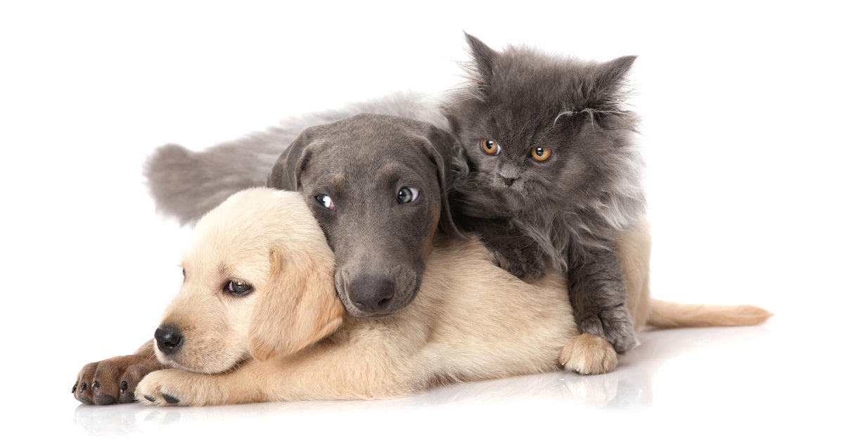 How To Get Discounted Pet Insurance Theusatime