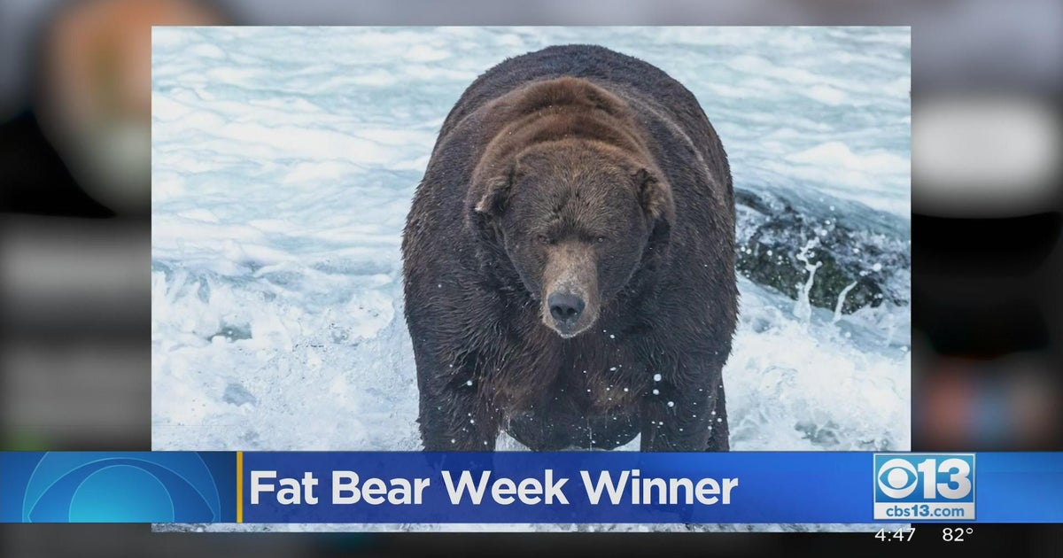 "747" wins Fat Bear Week contest despite ballot-stuffing turbulence ...
