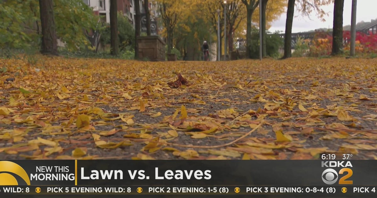 Lawn vs. Leaves (Pt. 1) - CBS Pittsburgh