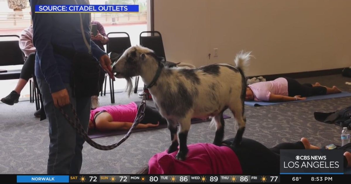 Breast Cancer Awareness Month: Pink Power Goat Yoga Brunch - CBS Los ...